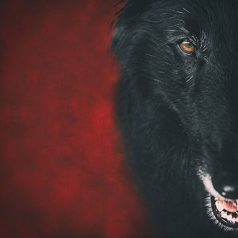 Belgian Shepherds - Wolf shadow photography | fine art animal photography