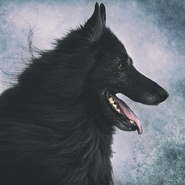 Belgian Shepherds - Wolf shadow photography | fine art animal photography